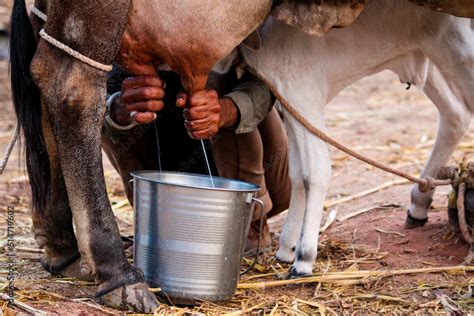 Calf Drinking Milk From Cow Calf Drinking Milk From Mother Cow Udder In