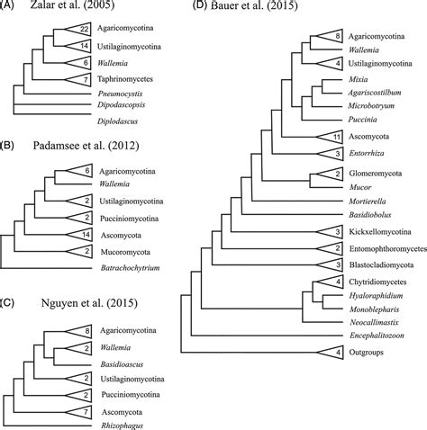 Fungal Evolution Diversity Taxonomy And Phylogeny Of The Fungi