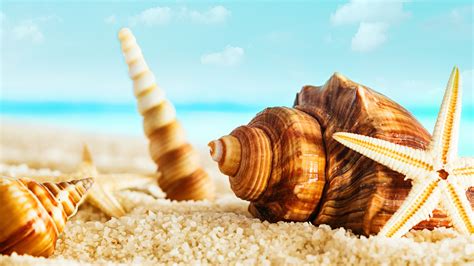 Shell Wallpapers Wallpaper Cave