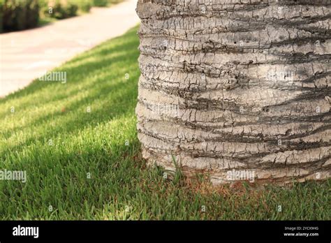 Palm Tree From Ground Level Tree Trunk And Grass Palm Tree Grows In