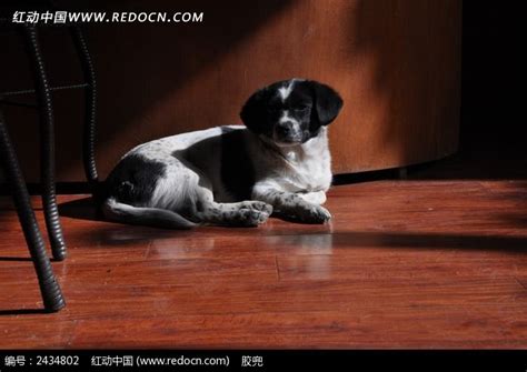 趴在地上的小狗高清图片下载 红动中国