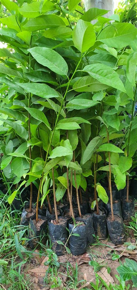 น้อยหน่าหนังพื้นเมืองสูง 50 ซมขึ้นไปปลูกง่ายภายใน 1 ปีได้กินผล เพลินจิตรฟาร์ม Thaipick