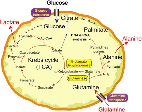 Glutamine Glutamate