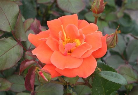 Spanish Sunset Peach Floribunda Rose Rose Rose Pictures Flowers