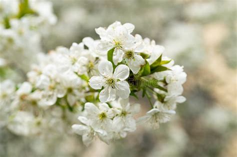 Spring Blossom Flower In Selective Focus Spring Flower Blossom Stock