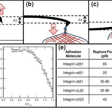 Normal Ecm Stiffness Promotes Epithelial Cell Quiescence And Epithelial Download Scientific