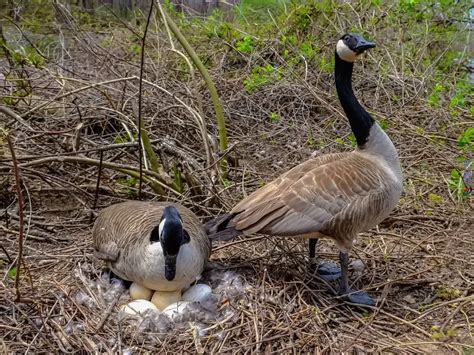 Understanding Goose Behavior And Habitat Essentials