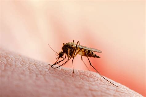 Malaria Artificial Intelligence Enabled Microscope To Diagnose