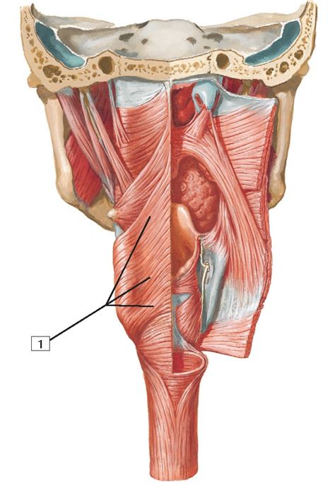 Muscles Of Pharynx Anatomy Pediagenosis