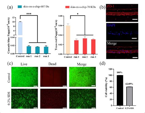 Skin Permeability Of Fluorescence Dyes And Barrier Function A Two Download Scientific
