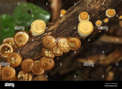 Bird Nest Fungi Stock Photo Alamy
