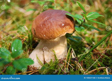 Boletus Edulis English Penny Bun Cep Porcini Stock Photo Image Of