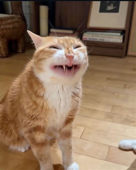 Silly Kitty Silly Cats Silly Kitty