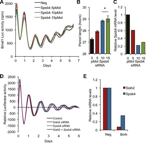 Ubiquitin Ligase Siah2 Regulates Reverbα Degradation And The Mammalian
