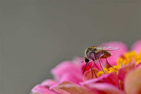 Hoverfly 昆虫 翅膀 Pixabay上的免费照片 Pixabay