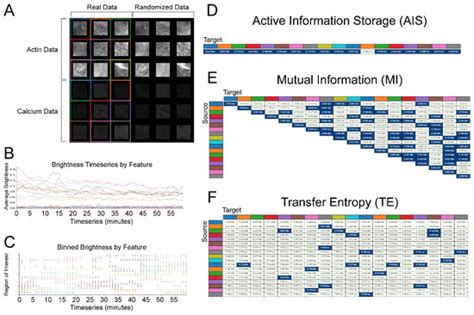 Information Theory As An Experimental Tool For Integrating Disparate Biophysical Signaling Modules