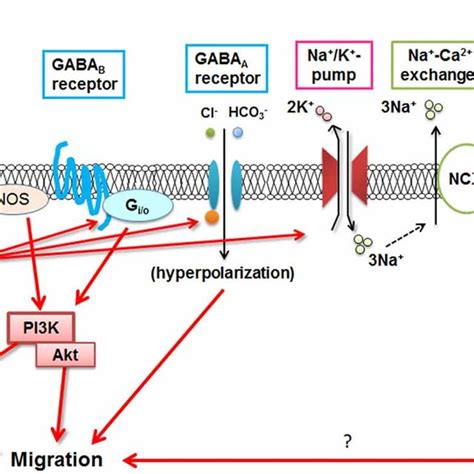 T3 Induced Signal Transduction In Microglia Nos Nitric Oxide