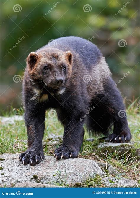 Wolverine Gulo Gulo Stock Image Image Of Wildlife 80209075