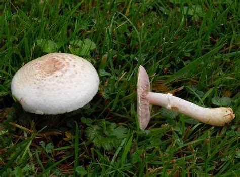 Agaricus Comtulus Mini Mushroom