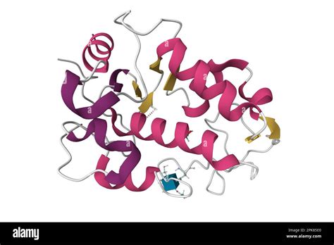 Structure Cristalline De La Protéine Juno De La Membrane Des œufs