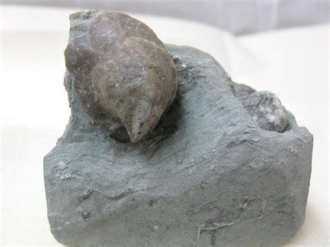 Indiana Platyceras Gastropod 10 Fossils For Sale