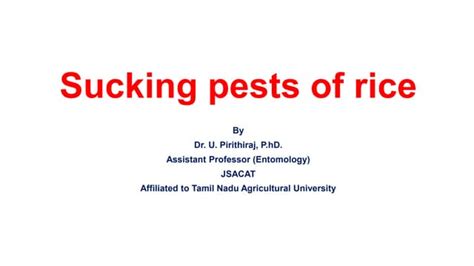 Insect Pest Of Rice Pptx