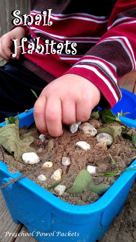 Make A Snail Habitat Snail Anatomy Preschool Powol Packets