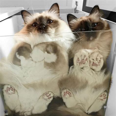 Cute Cats On Glass Tables That Give Us Hilarious Views
