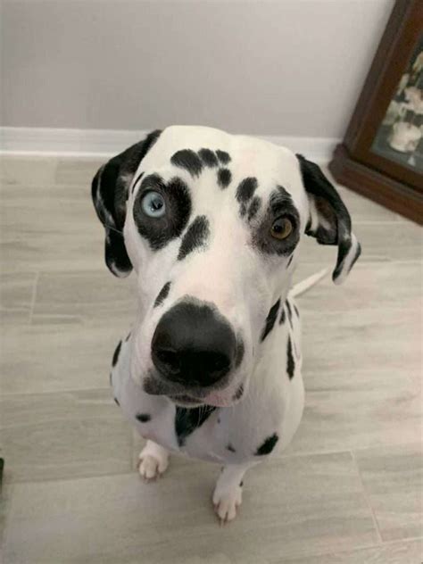 Home Dalmatian Friends