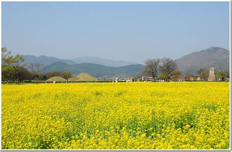첨성대 유채 꽃