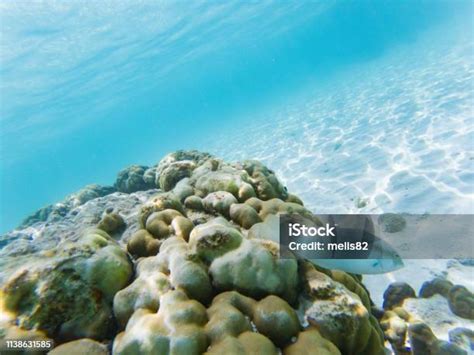 Kehidupan Laut Bawah Laut Di Terumbu Karang Foto Stok Unduh Gambar Sekarang Air Alam Asia