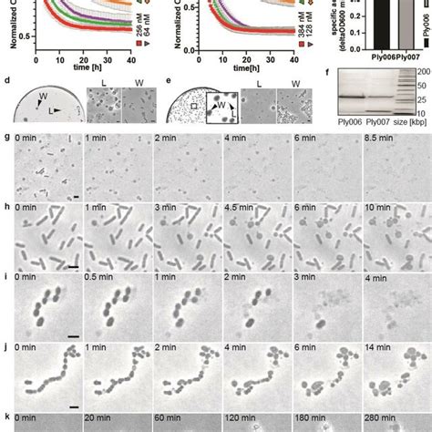 Endolysin Activity Promotes L Form Conversion Under Osmoprotective Download Scientific Diagram
