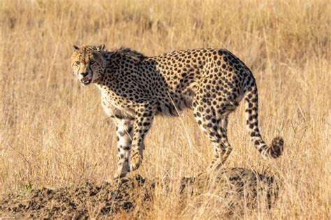 Free Images Mammal Vertebrate Terrestrial Animal Snout Nature