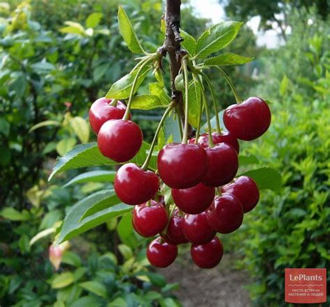 Вишня степная 'Вузовская' — описание сорта, характеристики | на LePlants.ru