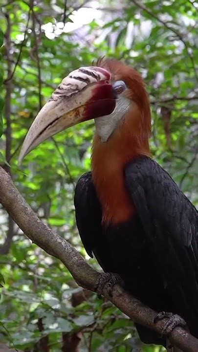 মাশা আল্লাহ মহান আল্লাহ তায়ালার কি অপরুপ সৃষ্টি। Birds Birdslover Naturelovers Youtube