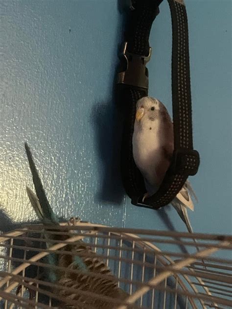 Birb R Budgies