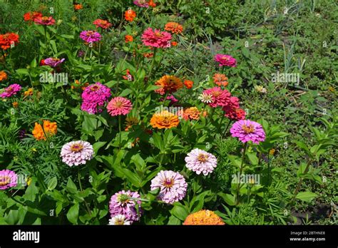Zinnia Fleur Jardinage Jardin De La Maison Zinnia Un Genre De