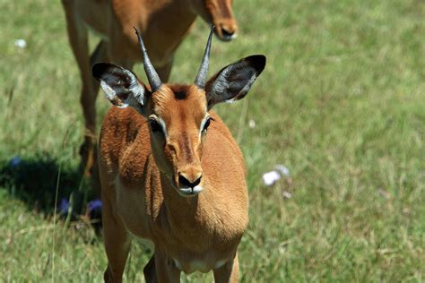 Grassland Deer Photograph By Aidan Moran Pixels