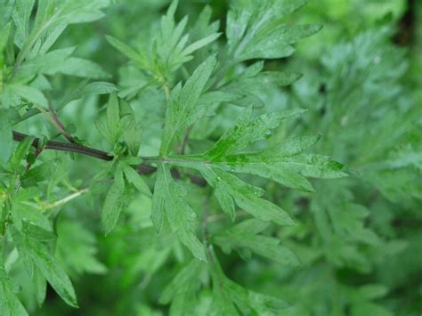 Is This Mugwort Or Something Else Edible Wild Plants Mugwort
