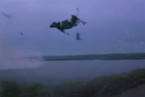Cow Flying In Tornado Real