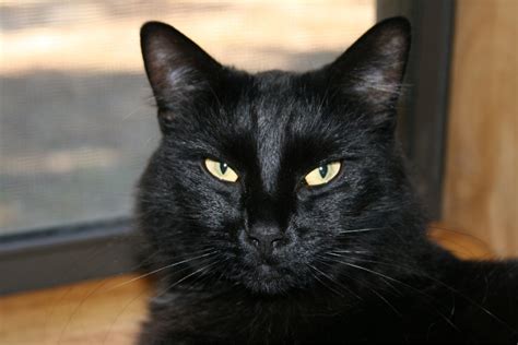 I Adopted This Lil Lady A Few Days Ago Due To A Gum Disease She Has