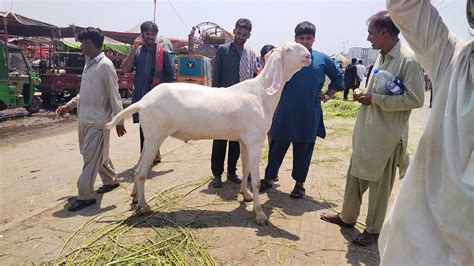 Kitna Ka Liya Sunday Update Bakra Mandi Mazhar Biba Official
