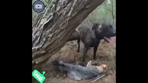 الثعلب مكار Wild Wildlife Youtubeshorts Short Shorts صيامالعوام