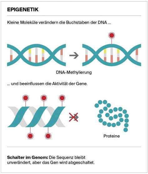 Was Ist Epigenetik Mein Leben Mein Programm Artgerecht Magazin
