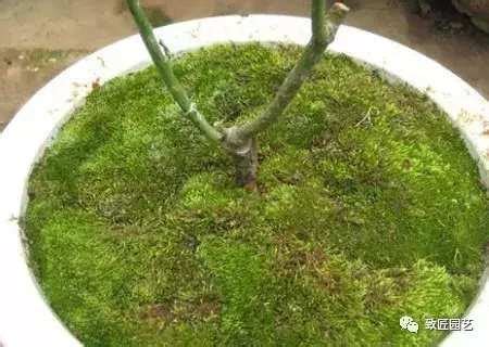 盆景盆面如果長滿苔蘚讓人看了賞心悅目 手把手教你給盆景鋪苔蘚 每日頭條