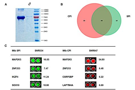 Figure 2 From A Two Way Proteome Microarray Strategy To Identify Novel