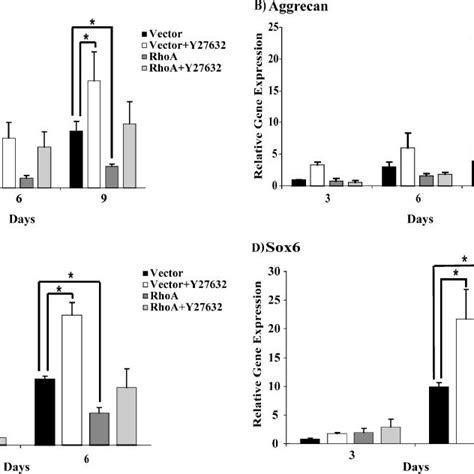 Effects Of Rhoa Overexpression On Downstream Targets Of Sox9 Atdc5