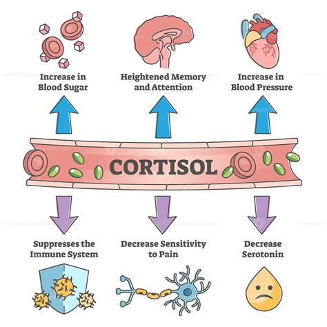 Cortisol Hormone Increased Or Decreased Level Symptom Scheme Outline Diagram Vectormine