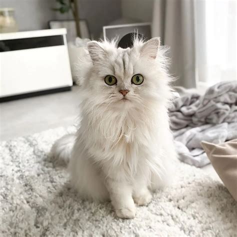 Kitty Crush Kittycrush23 • Instagram Photos And Videos