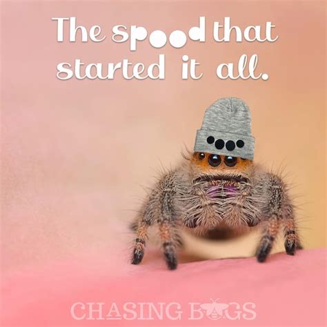 Spider Surprise Mother F Meme Spider Surprise Mother F Meme